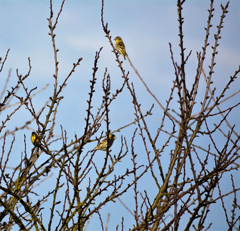 Spinus Spinus, Common Siskin Stock Image - Image of male, animal: 195176631