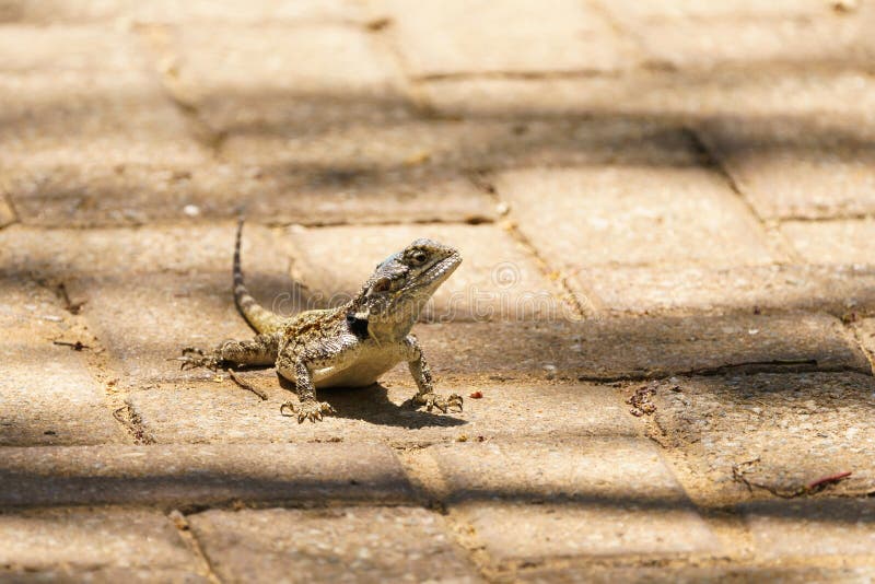 Spiny Agama (Agama Hispida) in South Africa Stock Photo - Image of ...
