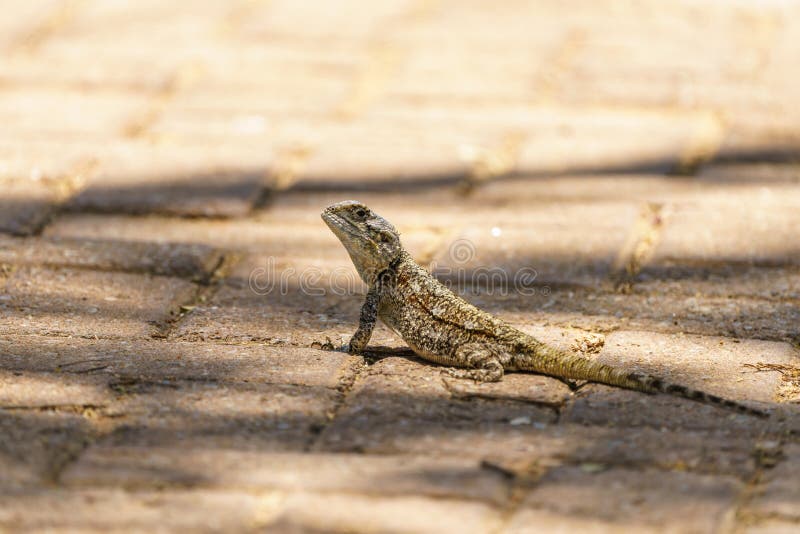 Spiny Agama (Agama Hispida) in South Africa Stock Photo - Image of ...