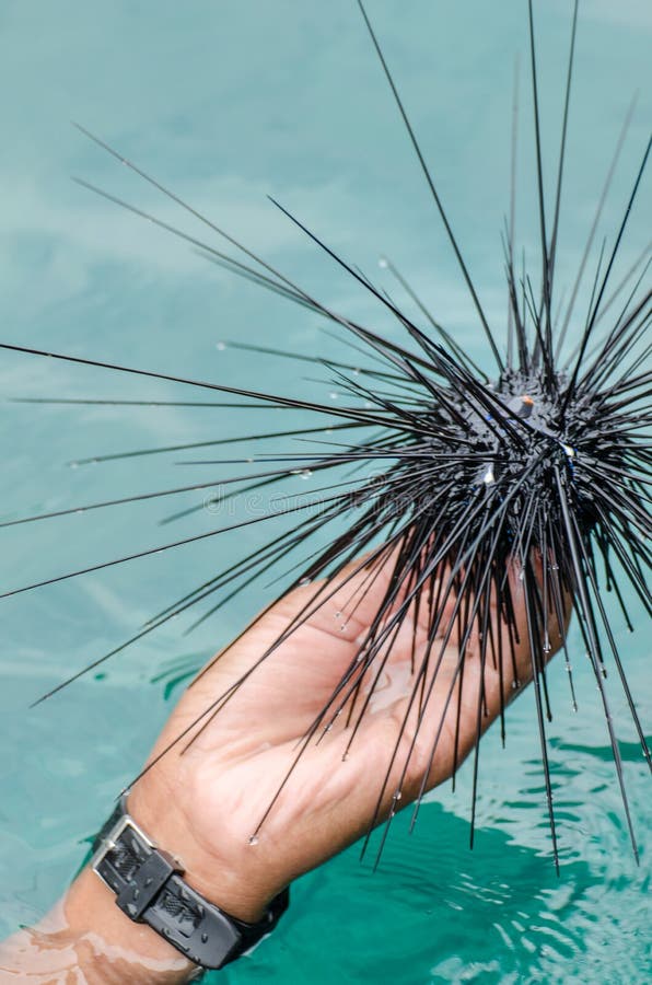 Spiny stock image. Image of sharp, spined, spiny, prickie - 40627767