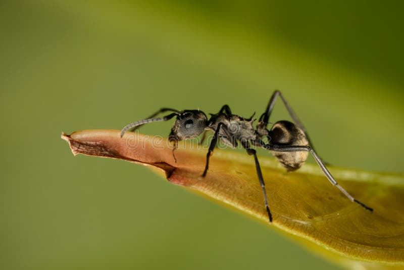 Spiny Ant stock image. Image of antenna, magnification - 44908835