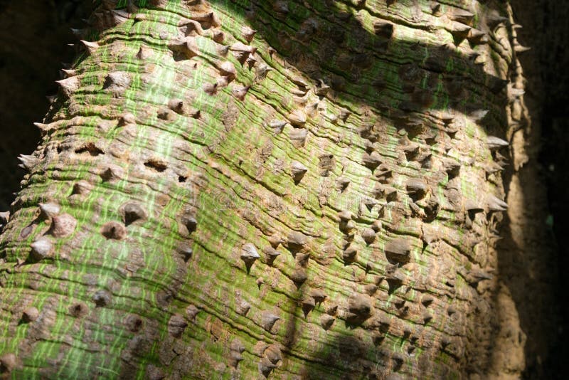 Spiny Bark of Kapok Tree. Thorn Tree of Bombax Ceiba Closeup Sharp ...