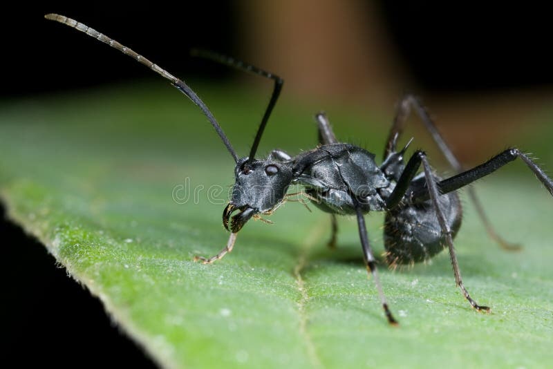 Spiny black ant side view stock image. Image of macro - 9296149