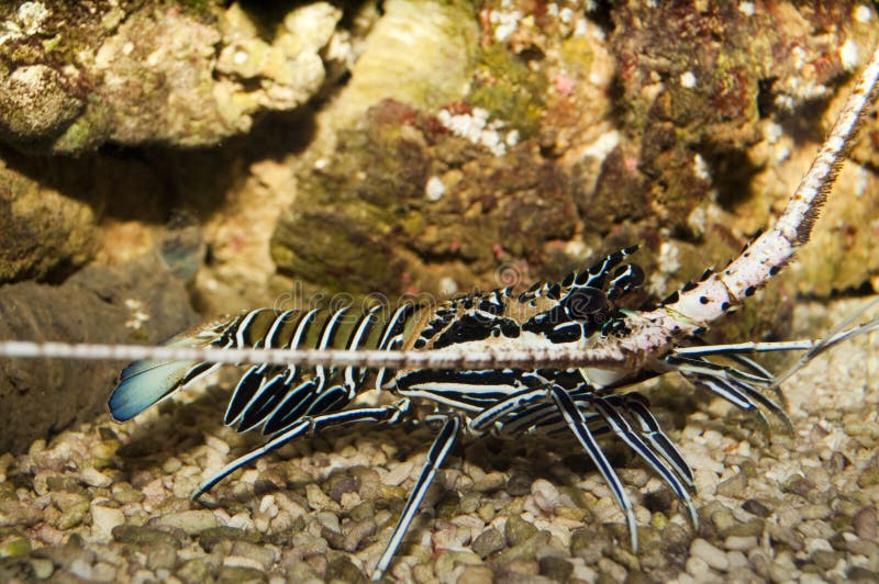 Spiny Blue Lobster (Panulirus Versicolor) Stock Image - Image of ...