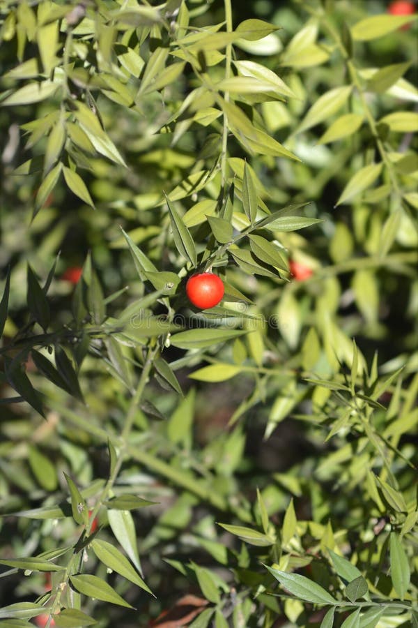 Spiny butchers broom stock photo. Image of holly, ruscus - 275039206