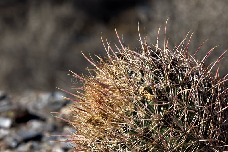 Spiny Cactus in the Arizona Desert Stock Image - Image of prickly ...