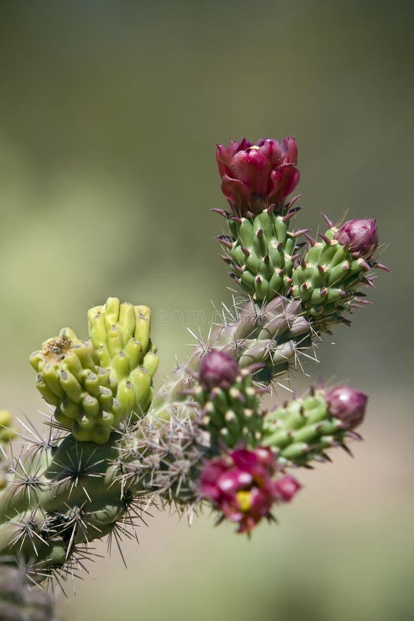 Spiny Cactus in Bloom stock photo. Image of coyote, budding - 9322872