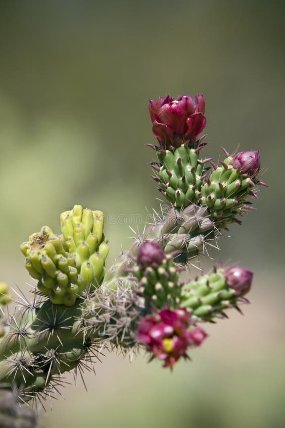 Spiny Cactus in Bloom stock photo. Image of coyote, budding - 9322872