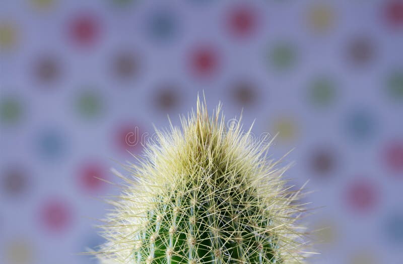 Spiny Cactus Close-up for Background or Wallpape Stock Image - Image of ...