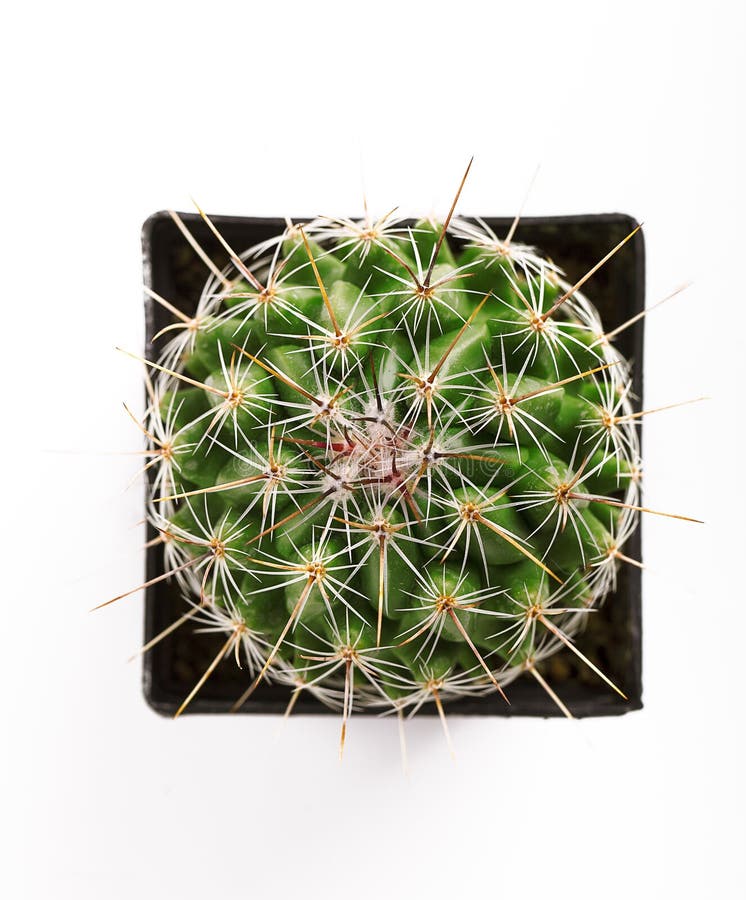 Spiny cactus in flowerpot stock image. Image of adaptations - 24864055