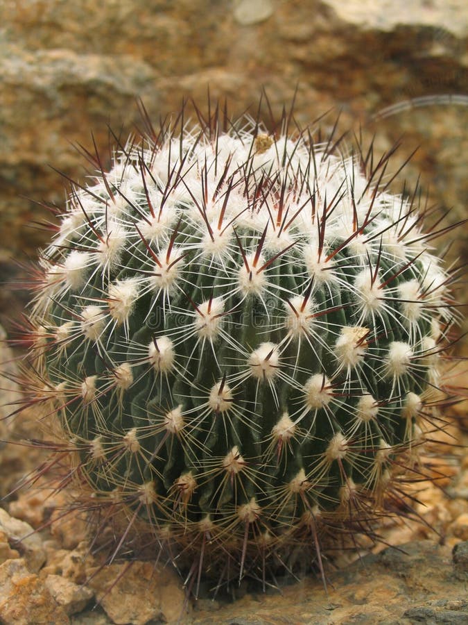 Spiny Cactus on the Substrate Stock Photo - Image of cactaceae, gold ...