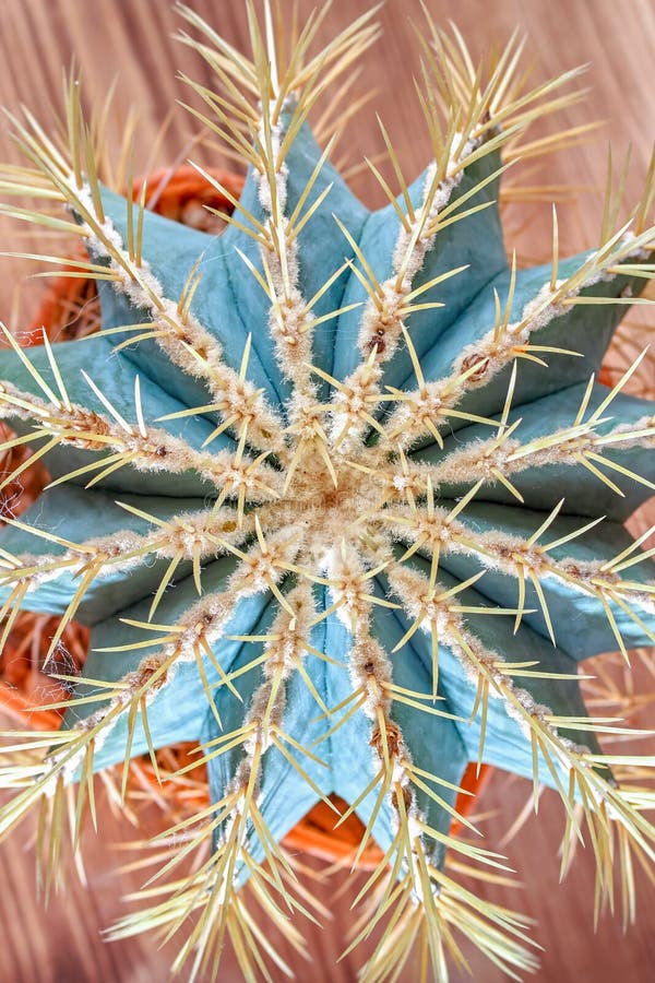 Spiny Cactus, Top View. Blue-green Cactus with Yellow Long Needles ...