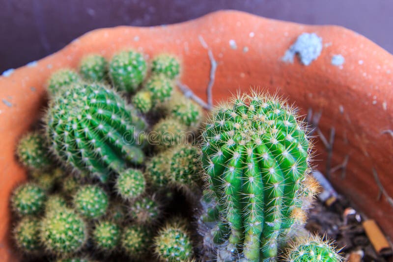 A Spiny Cactus Plant In A Garden Stock Photo - Image of garden, growth ...