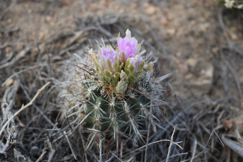 Portrait of a Cactus in Bloom with Pink Flowers Stock Image - Image of ...