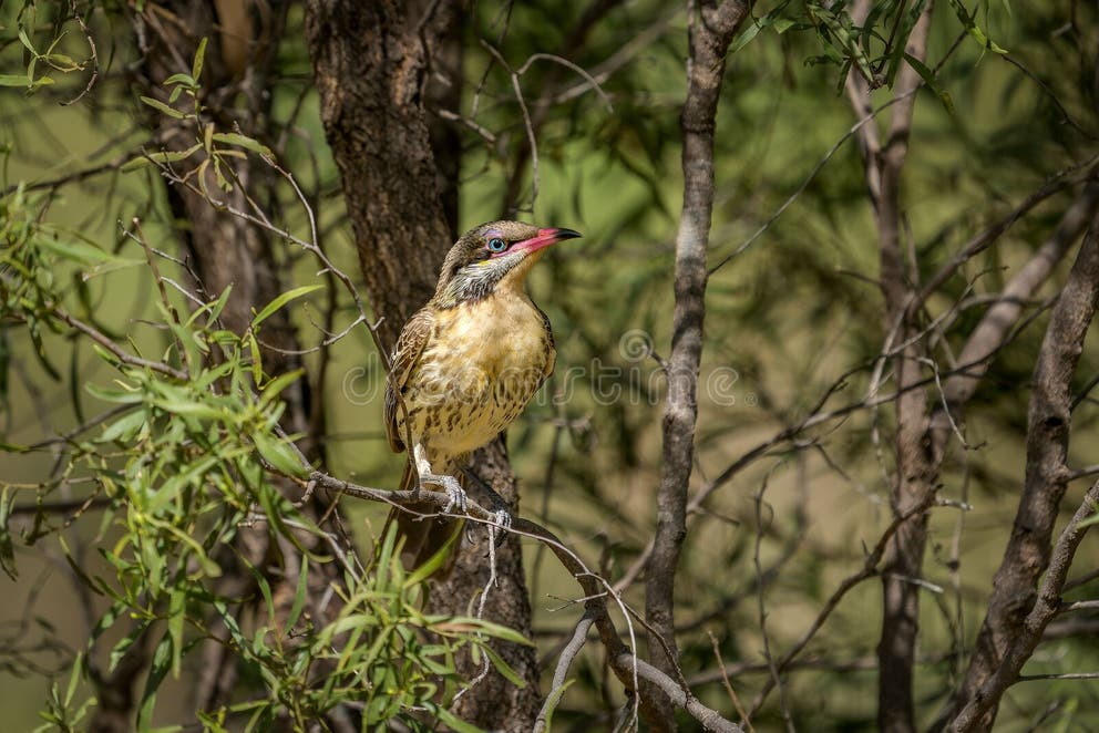 Spiny-cheeked Honeyeater Perched on a Branch of a Tree. Stock Image ...