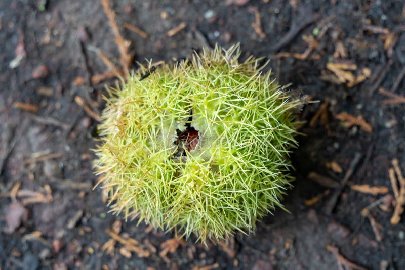 Spiny Chestnut on the Ground in the Forest Stock Image - Image of spiny ...
