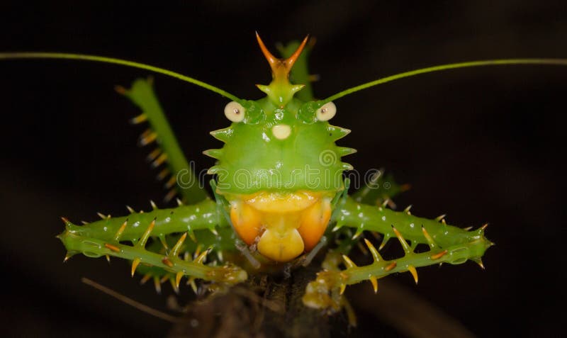 Spiny Devil Walking Stick stock photo. Image of leaf, creature - 3452778