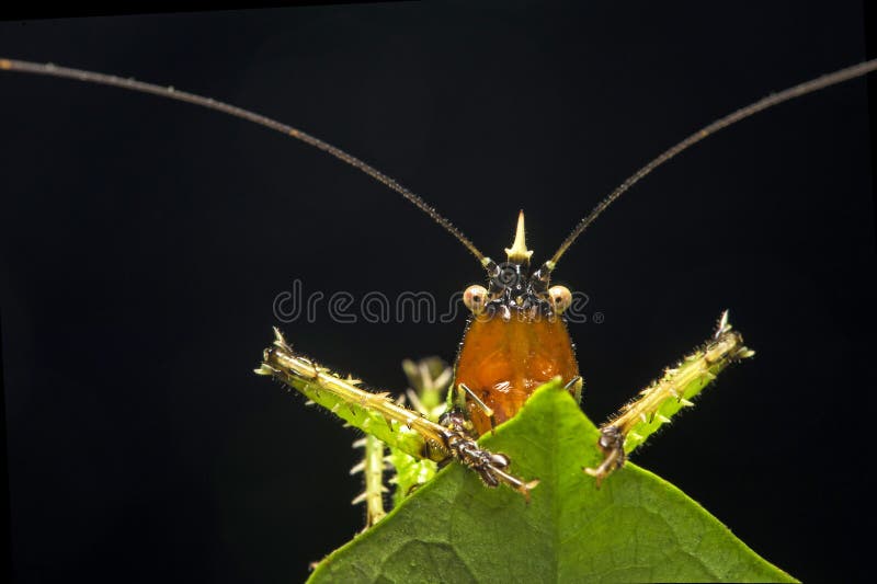 Spiny Devil Walking Stick stock photo. Image of leaf, creature - 3452778