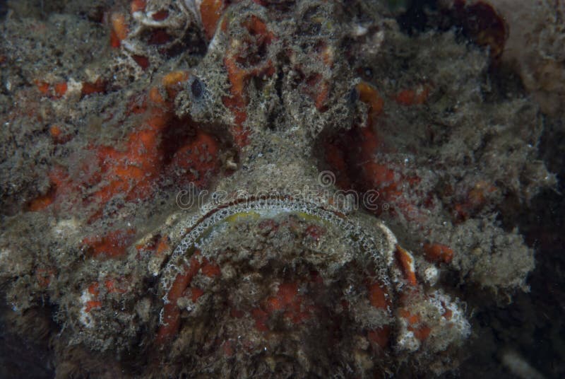 Spiny Devilfish Inimicus Didactylus Stock Photo - Image of dwellers ...