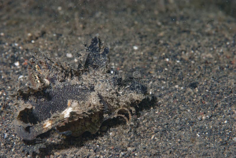 Spiny Devilfish Inimicus Didactylus Stock Photo - Image of bottom ...