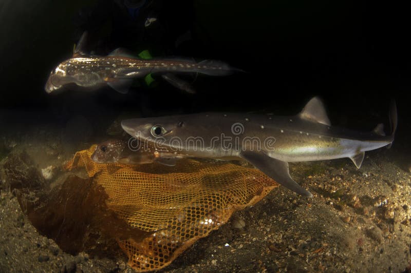 Spiny Dog Fish stock photo. Image of adventure, ocean - 10161072