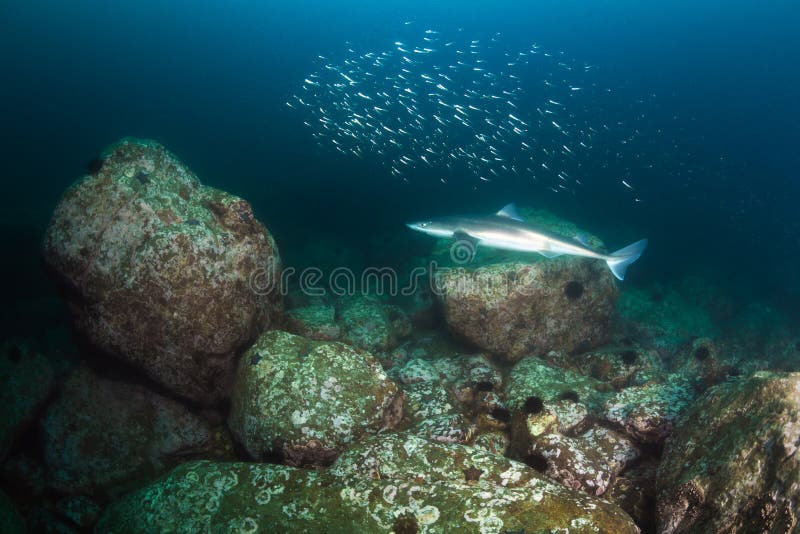 Spiny Dog Fish stock photo. Image of adventure, ocean - 10161072