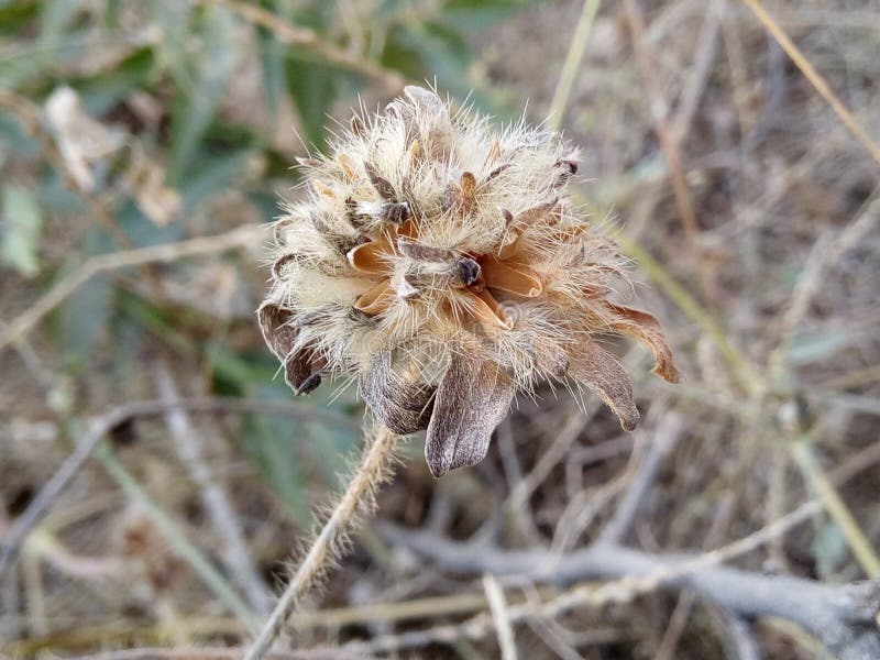 Spiny and dry seed sac stock image. Image of seed, leave - 168361285