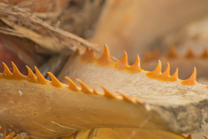 Spiny Edges of Palm Tree Leaves Close-up. the Concept that a Certain ...