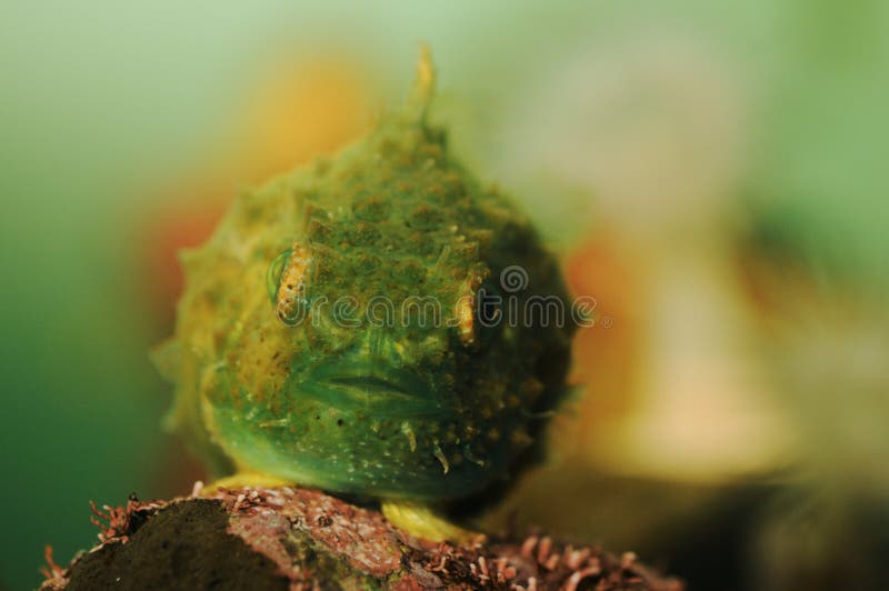 Spiny Fish stock image. Image of life, water, ocean, aquatic - 13401033