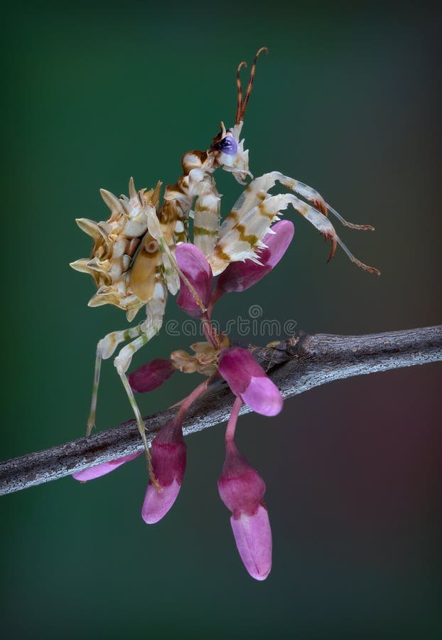 Spiny mantis 5 stock photo. Image of cricket, praying - 3791592