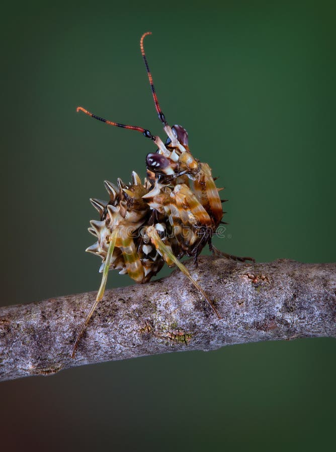 Spiny mantis 5 stock photo. Image of cricket, praying - 3791592