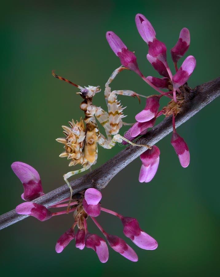 Spiny mantis 5 stock photo. Image of cricket, praying - 3791592
