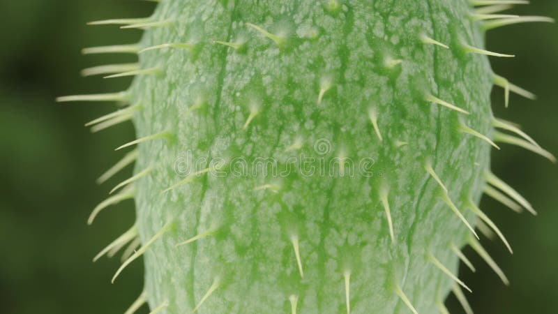 Spiny Fruit Ecballium Elaterium Close-up. Rotation Stock Footage ...