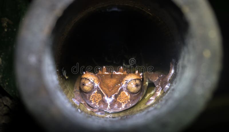 Spiny-headed Tree Frog Anotheca Spinosa Stock Photo - Image of ...