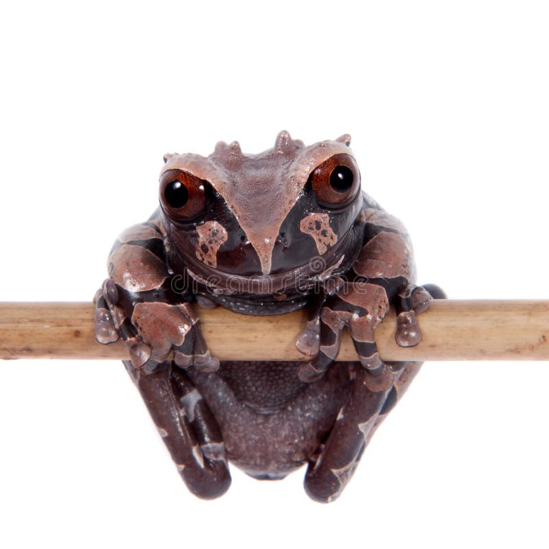 The Spiny-headed Tree Frog on White Stock Image - Image of mexican ...