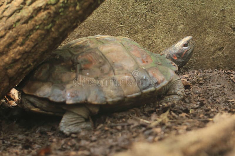 Spiny hill turtle stock image. Image of heosemys, animal - 265820177