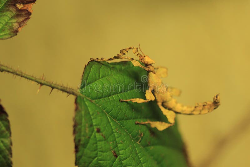 Spiny leaf insect stock image. Image of giant, macleay - 30643483