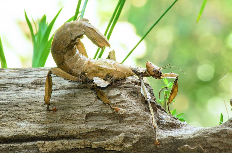Spiny leaf insect stock image. Image of nature, extraterrestrial - 41561397