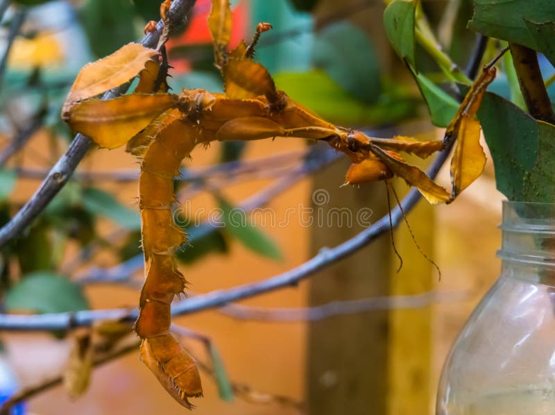 Tropical stick insect stock image. Image of brown, leaf - 25334139
