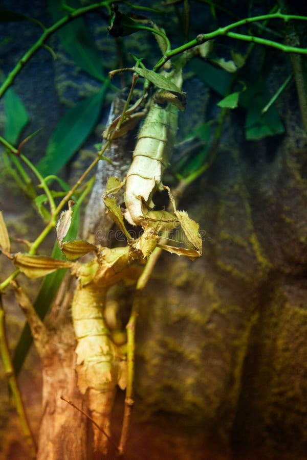 Spiny leaf insect stock photo. Image of leaf, plant, nature - 39712514
