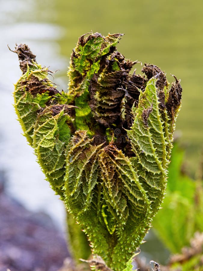 Spiny Leaf Texture Close-up Stock Image - Image of march, greenery ...