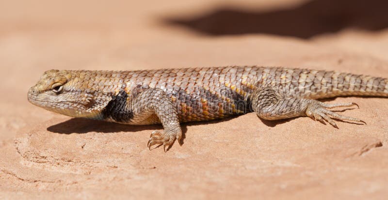 Spiny Lizard stock image. Image of reptile, common, spiny - 22669809