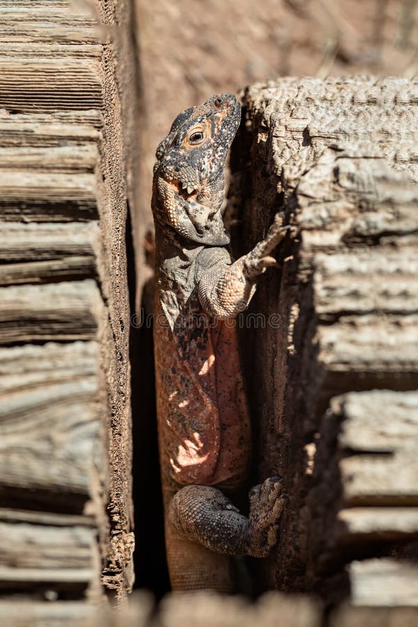 Spiny Lizard Hiding in Cracked Log in Arizona Stock Photo - Image of ...