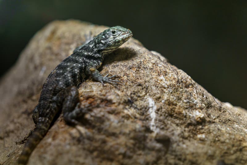 Spiny lizard stock image. Image of nature, branch, natural - 269862689