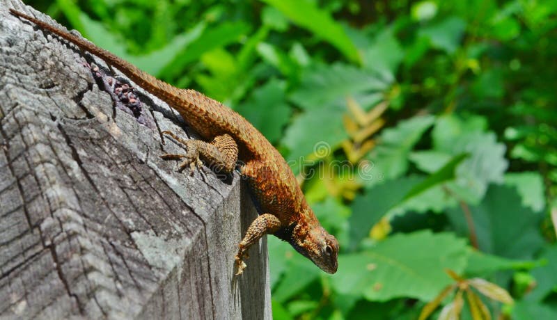 Spiny Lizard Sitting on a Fence. Stock Image - Image of wild, rust ...