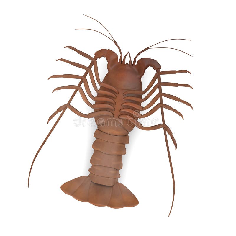 Spiny lobster stock illustration. Illustration of lobster - 23592160