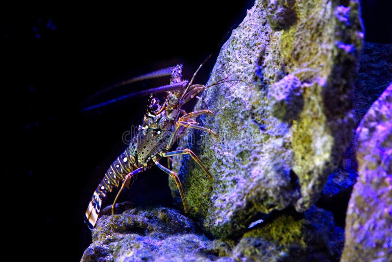 Spiny Lobster Climbing a Coral Reef Stock Photo - Image of spiny ...