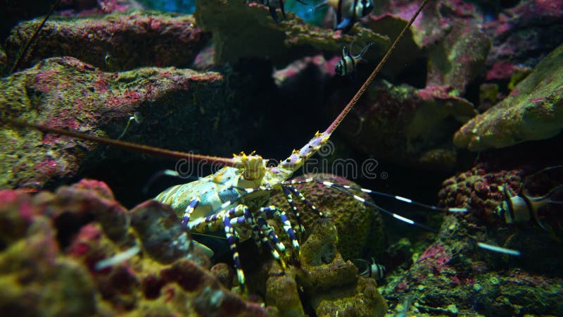 Spiny Lobster Crawling on Sand at Night Stock Footage - Video of life ...
