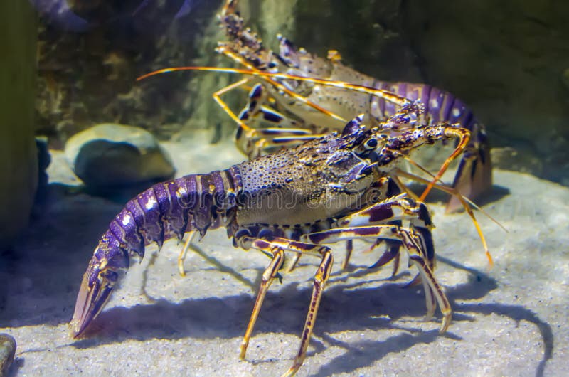 Spiny Lobster, Crayfish or Crawfish, Mediterranean Lobster or Red ...
