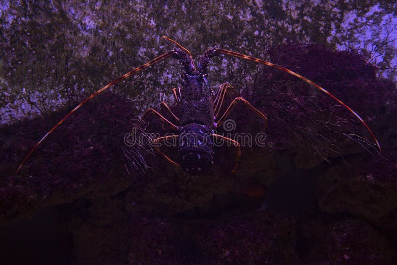 The Spiny Lobster Palinurus Elephas. Stock Photo - Image of ...
